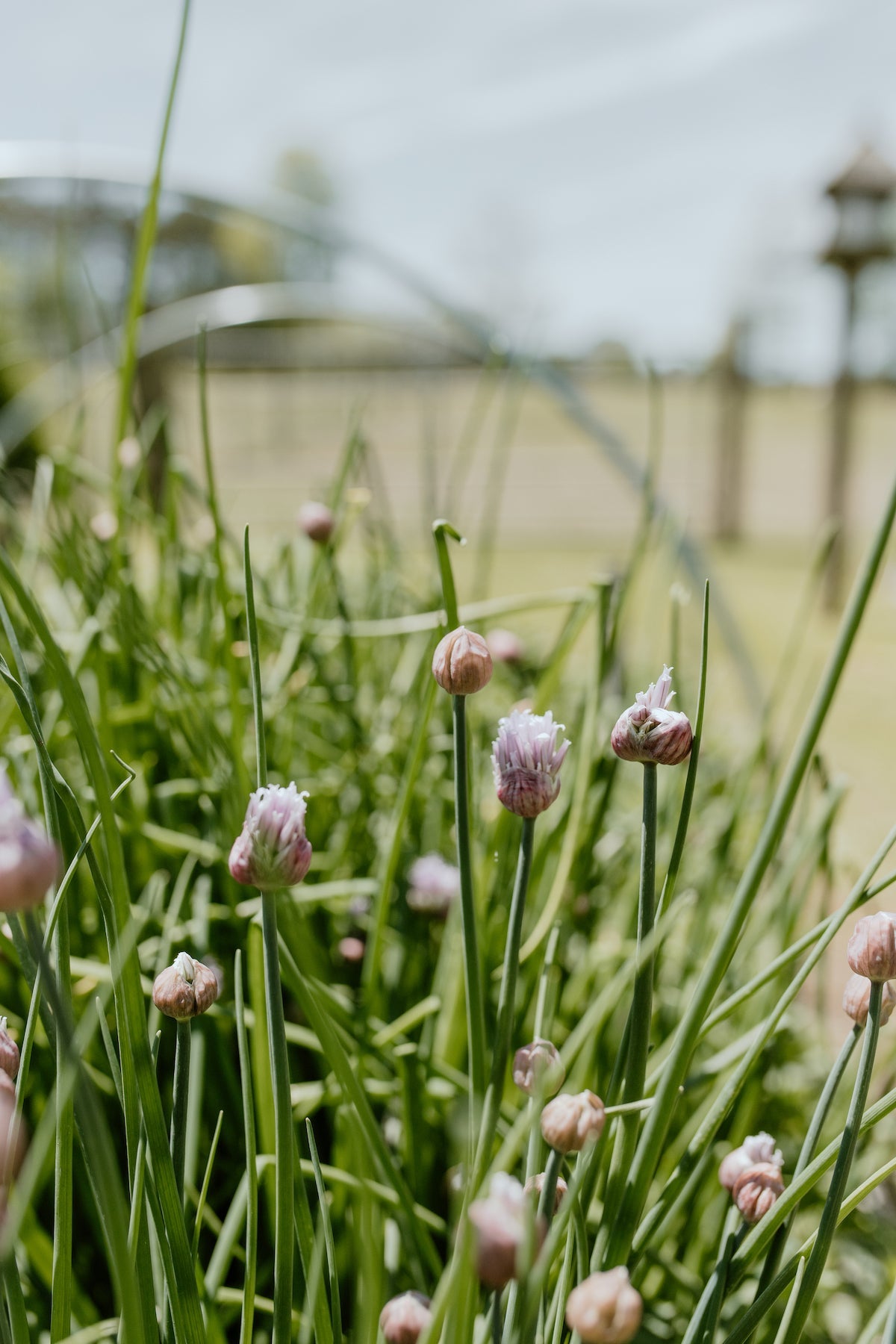 New Beginnings | 2023 CSA Week 1 – Stone Hollow Farmstead