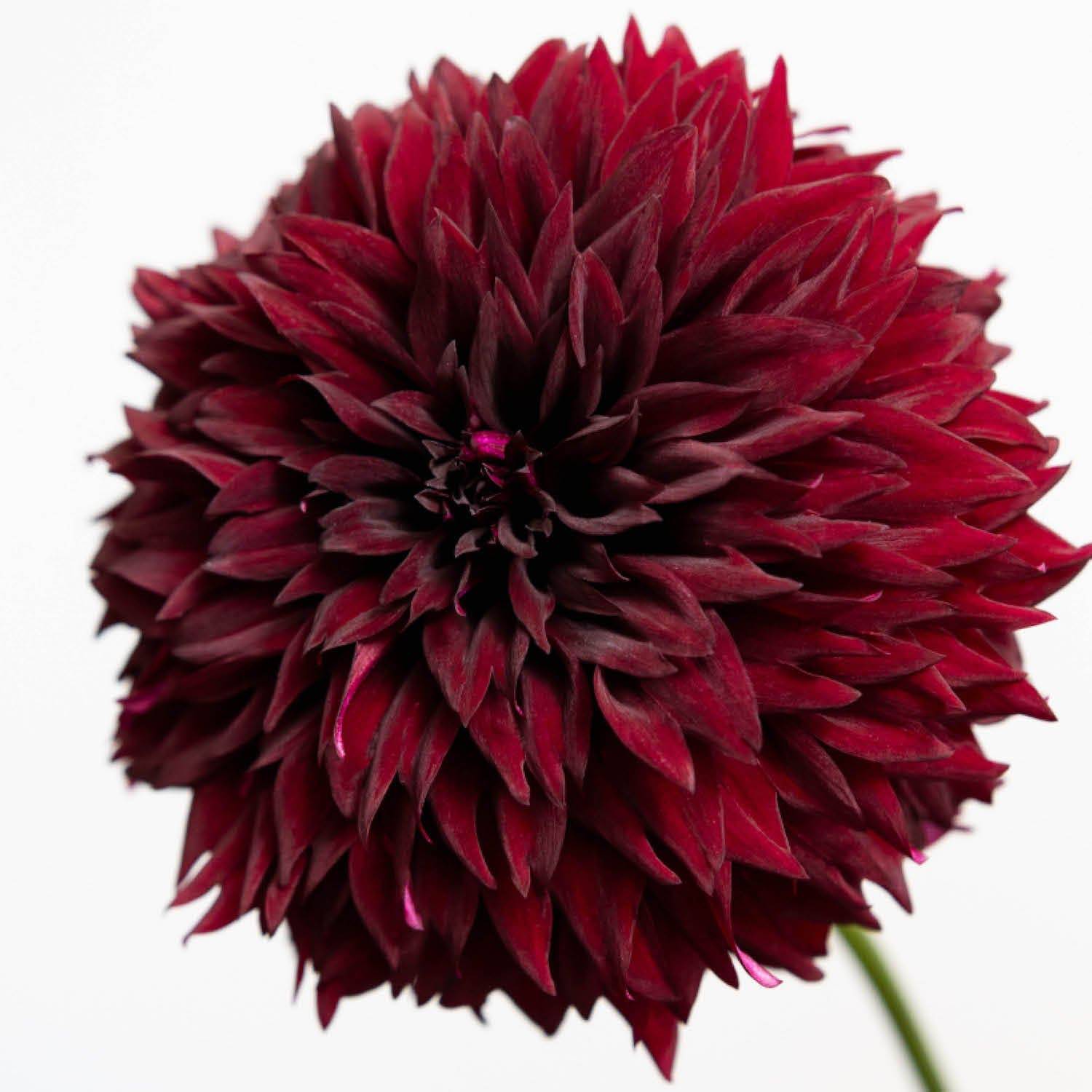 Fitzys Dark Angel Dahlia Tuber Shipping March April 2025 Stone Hollow Farmstead