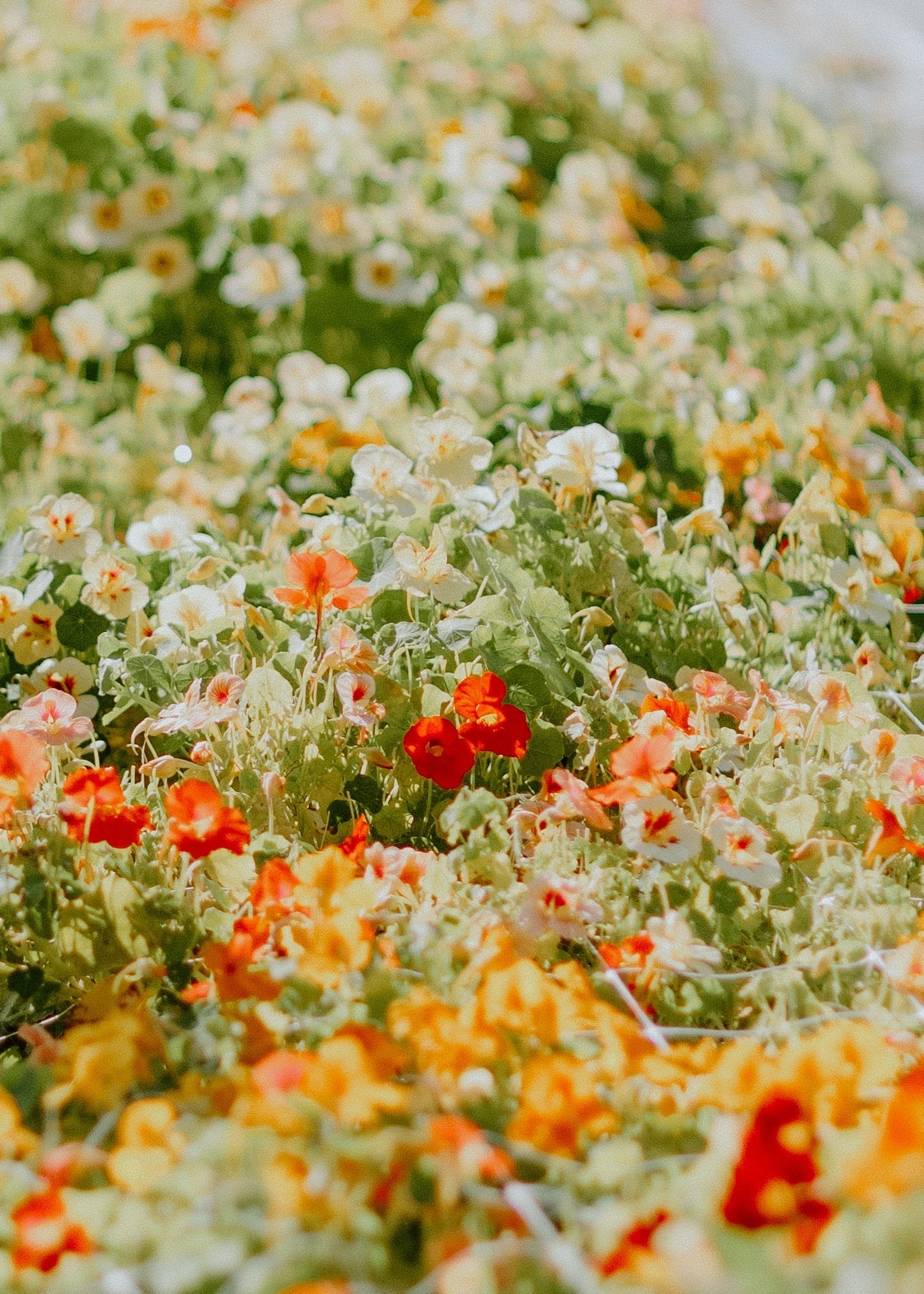 Glorious Spring! – Stone Hollow Farmstead