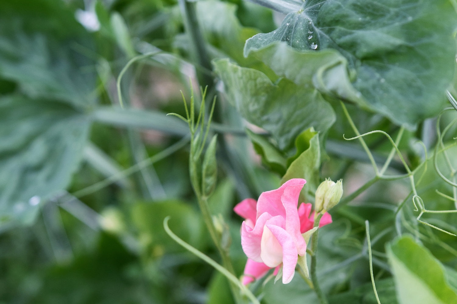 Week Two: Spring Greens, Rooted Veggies & a Farm in Bloom – Stone ...