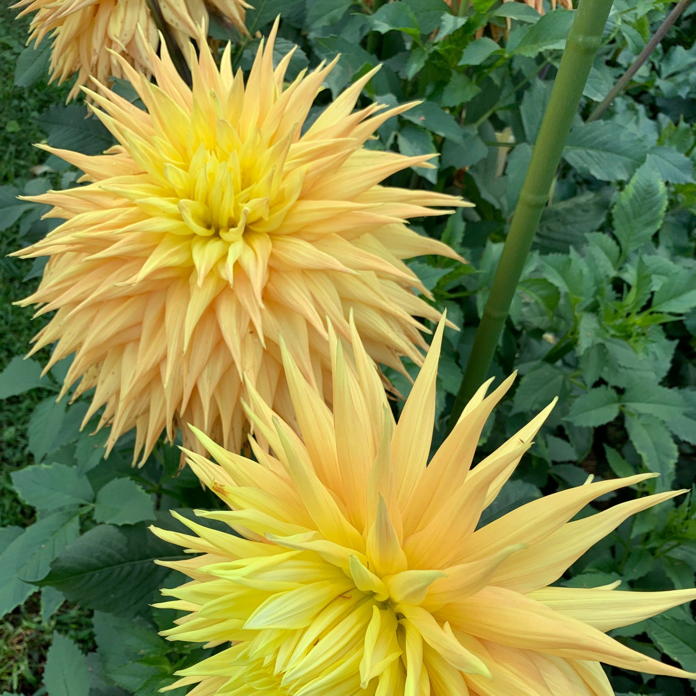 'AC Big Johnson' | Rooted Cutting | Shipping March - April 2026 – Stone ...