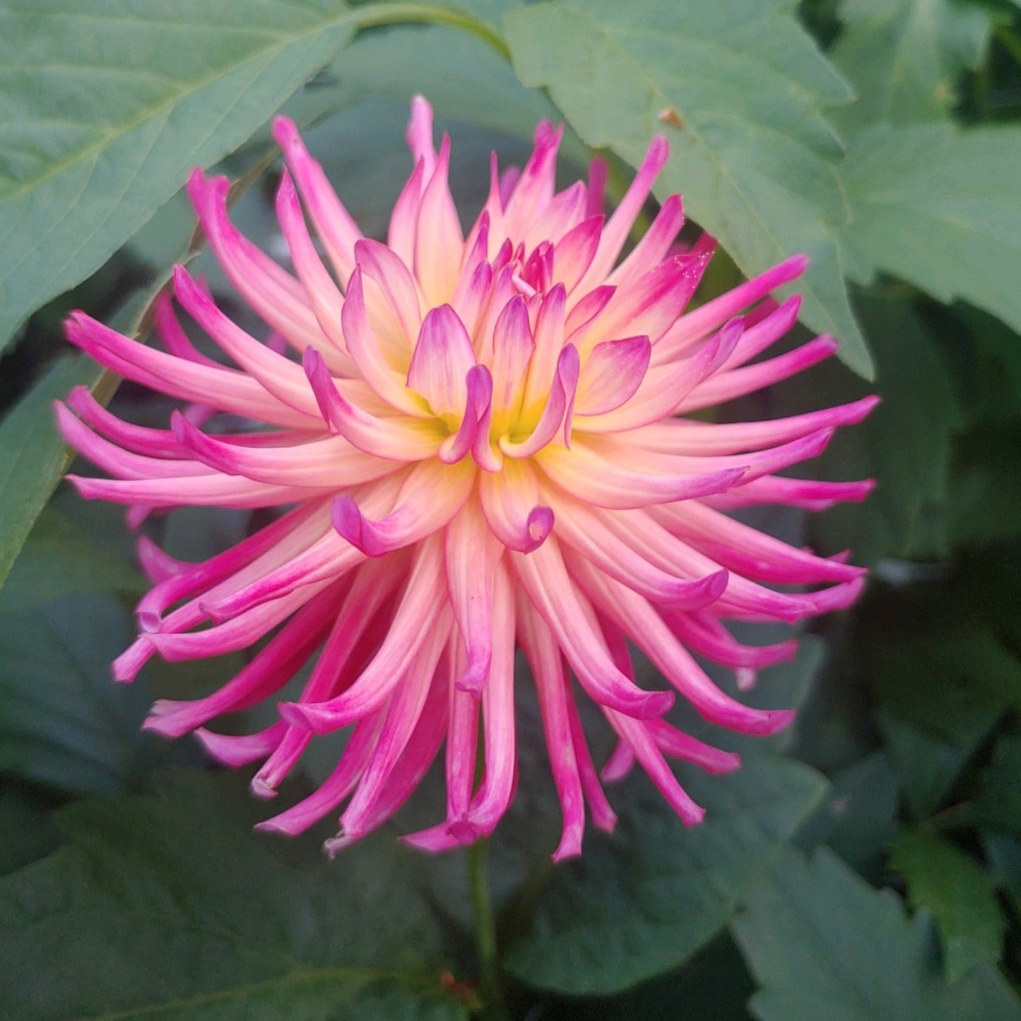 'Bloomquist Bethany' | Rooted Cutting | Shipping March - April 2026 ...