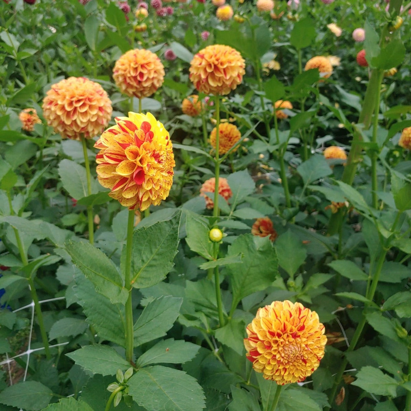 'Greendor' | Dahlia Tuber | Shipping March - April 2026 – Stone Hollow ...