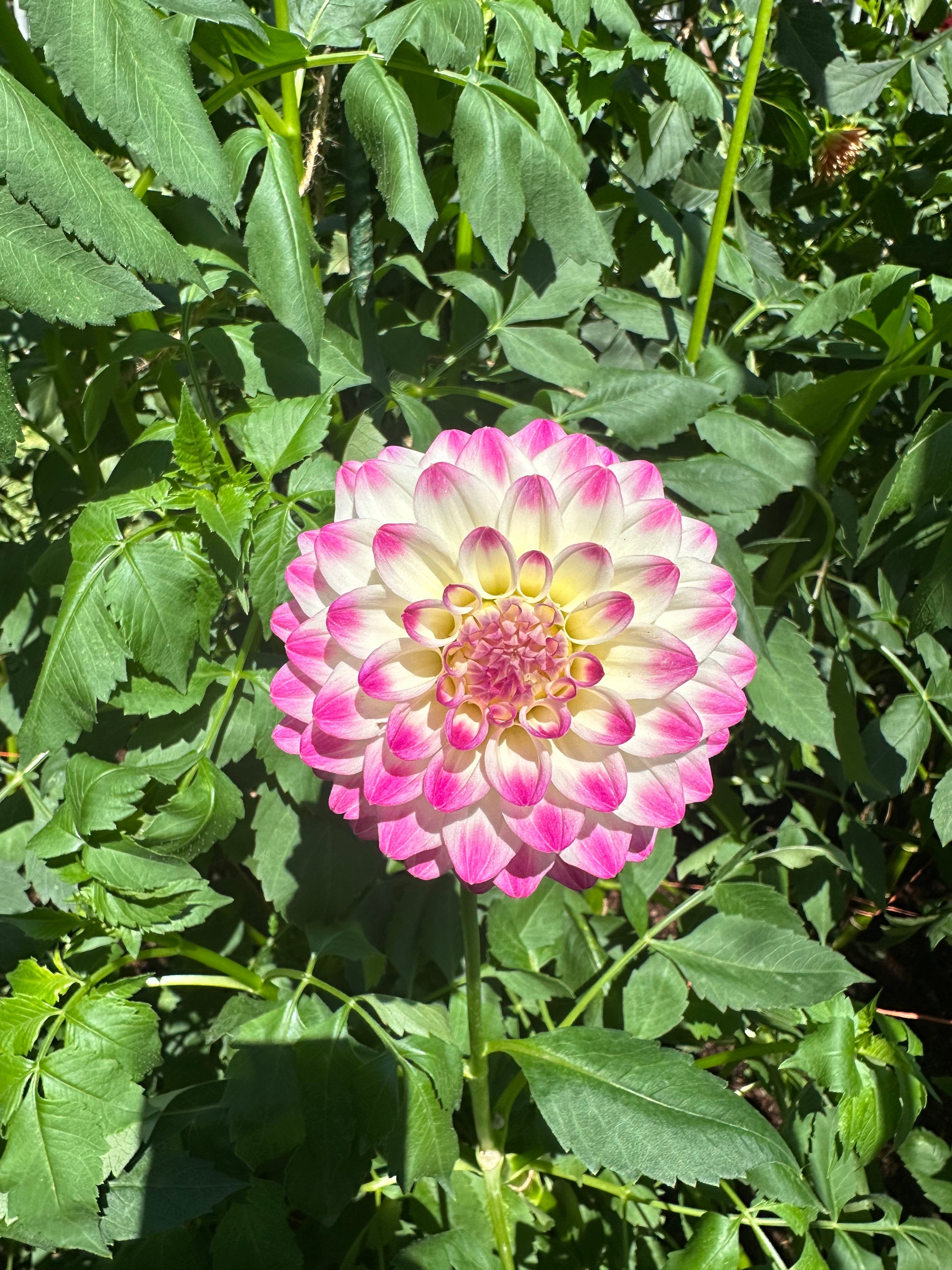 'Formby Art' | Rooted Cutting | Shipping March - April 2026 | Stone ...