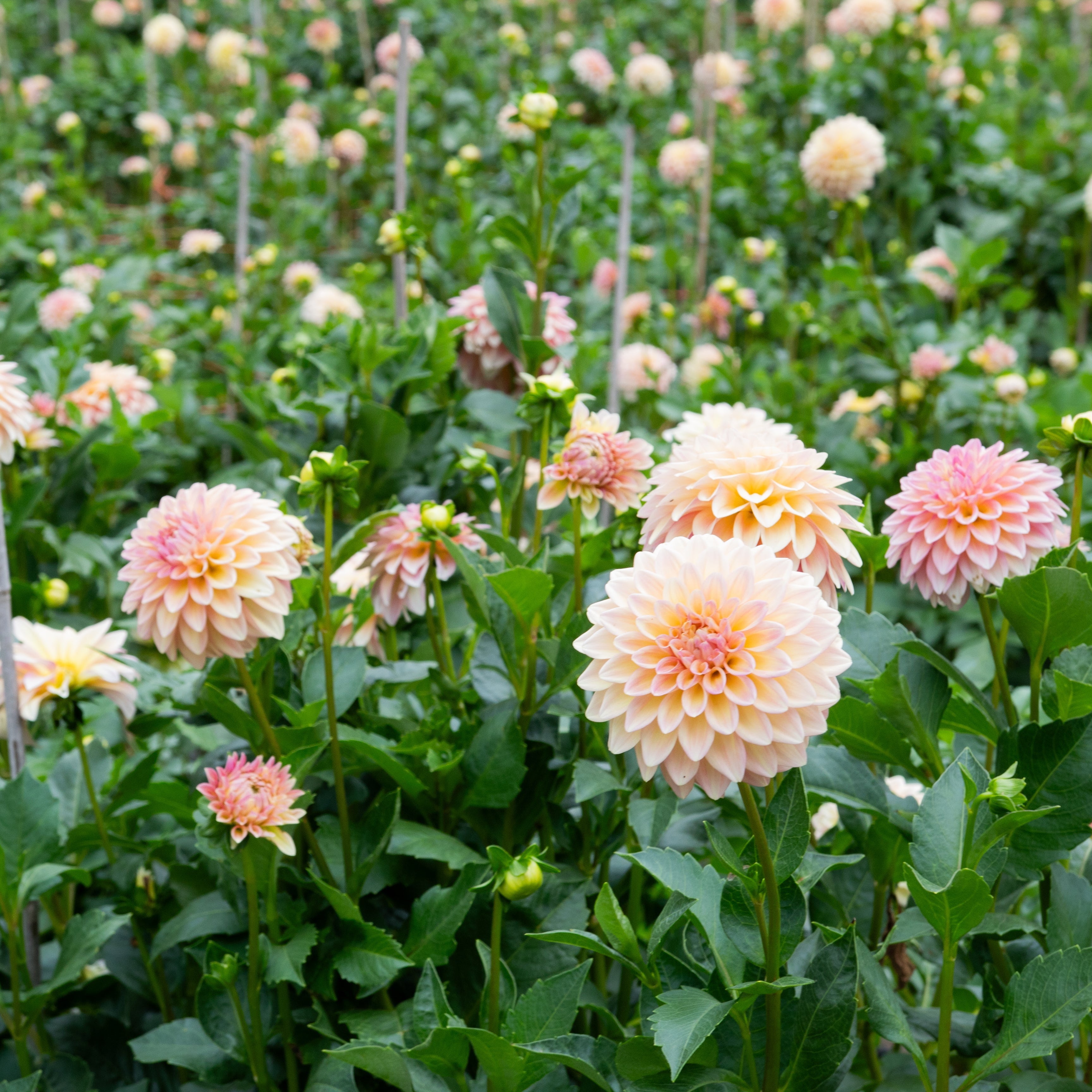 The Flower Shop Floral Offerings | Stone Hollow Farmstead