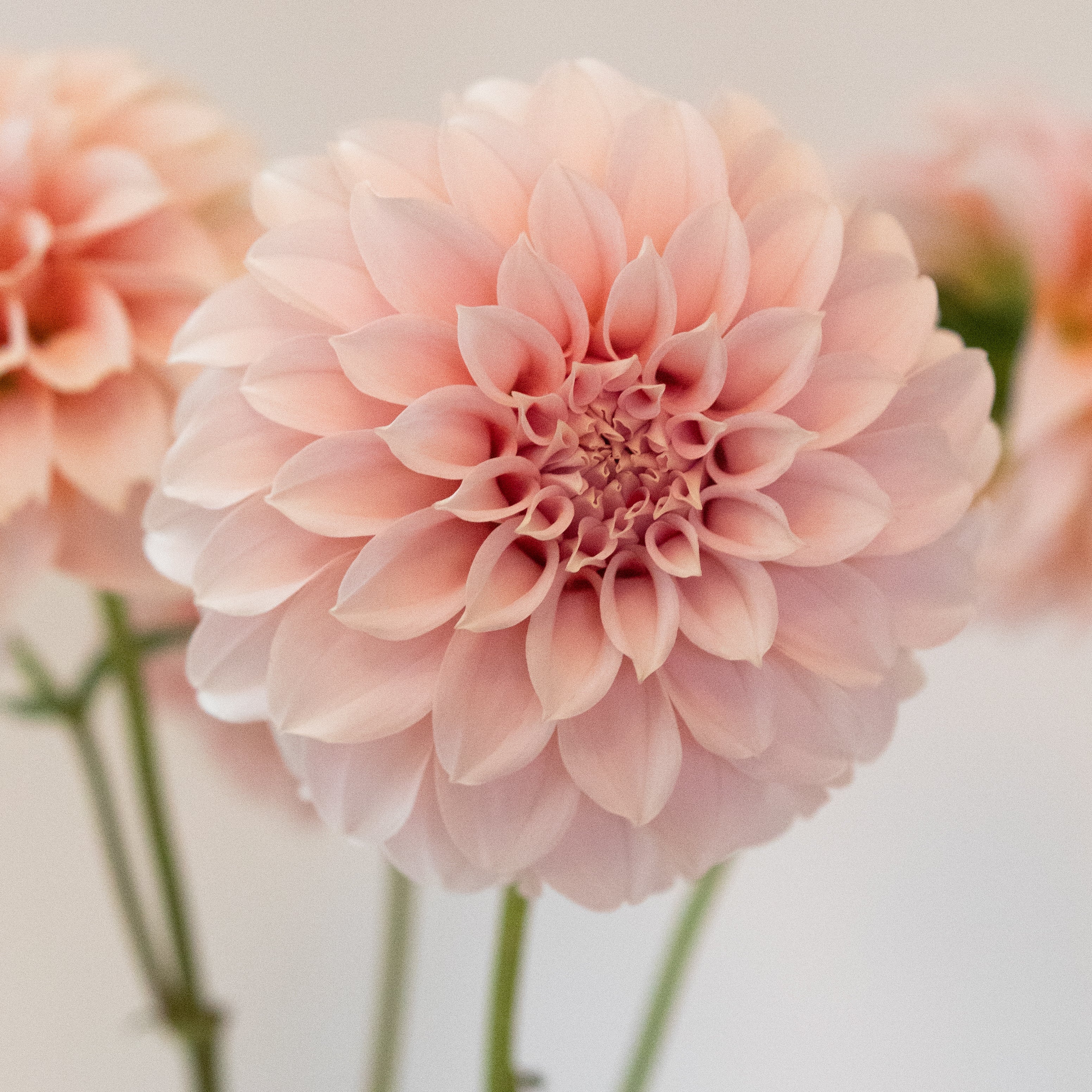 'Peaches-N-Cream' | Dahlia Tuber | Shipping March - April 2026 – Stone Hollow Farmstead