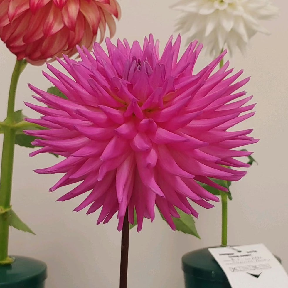 'Parkland Rave' | Dahlia Tuber | Shipping March - April 2026 – Stone ...