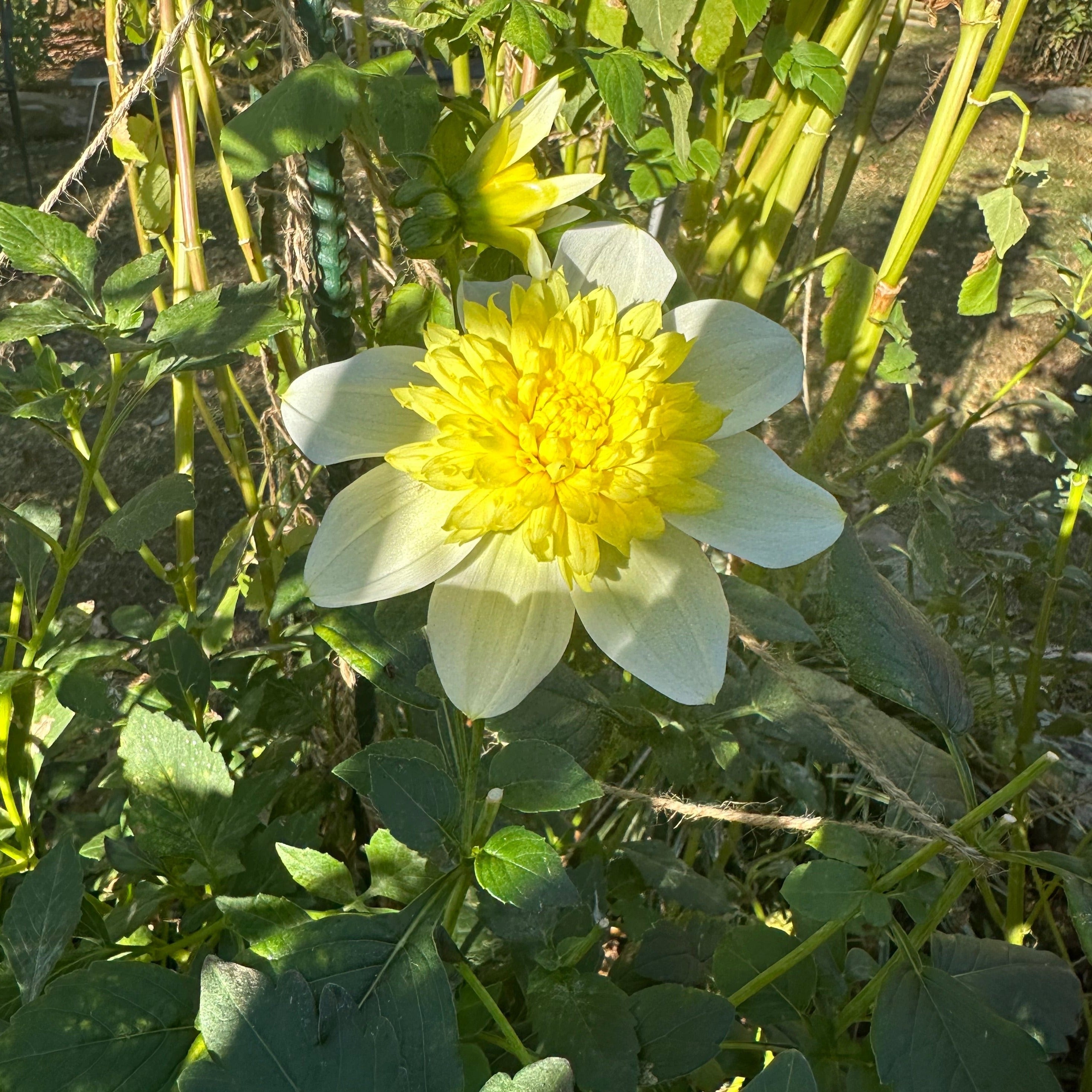 Sandia Summertime Dahlia Tuber Shipping March April 2025