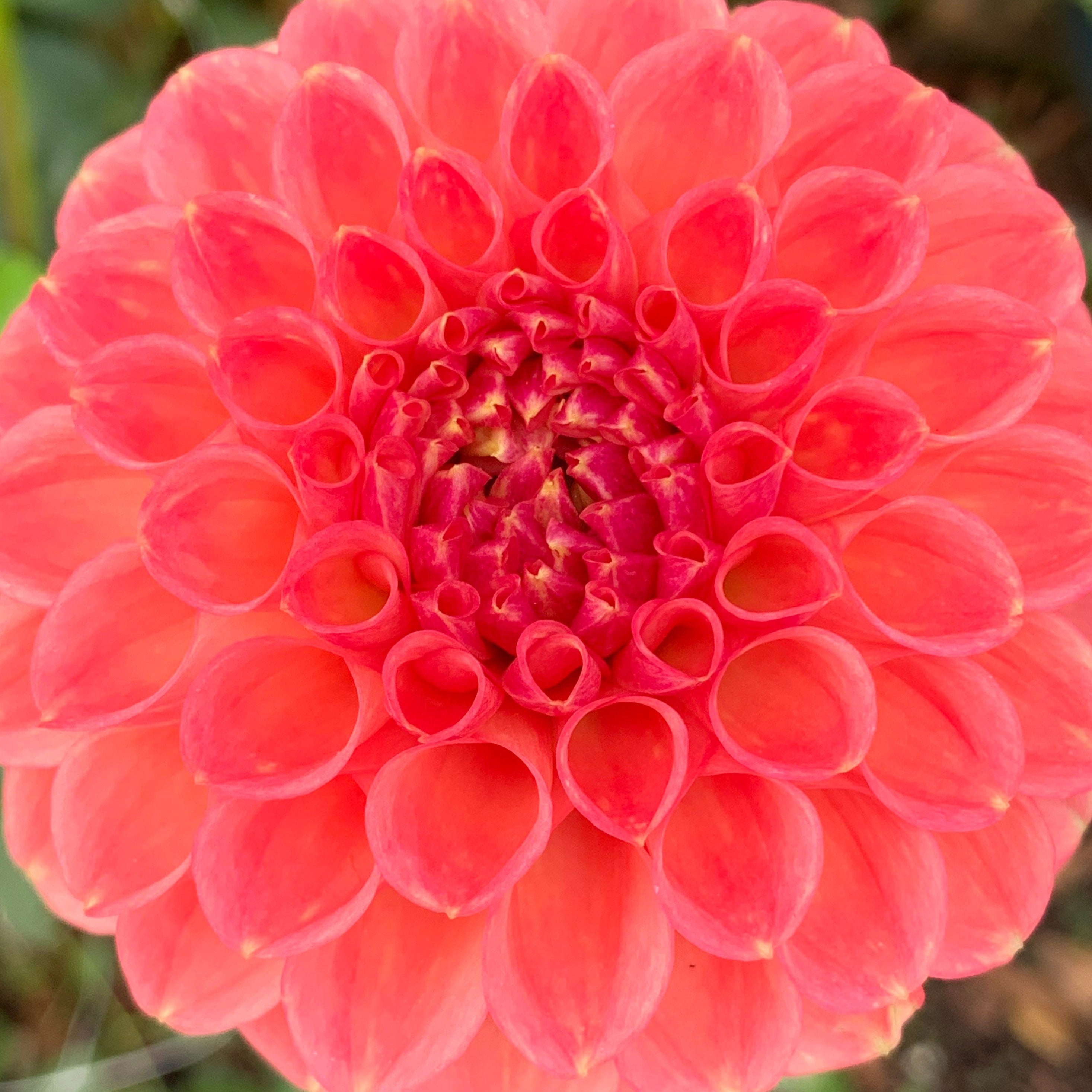 'Sidehill Cindy' | Rooted Cutting | Shipping March - April 2026 – Stone ...