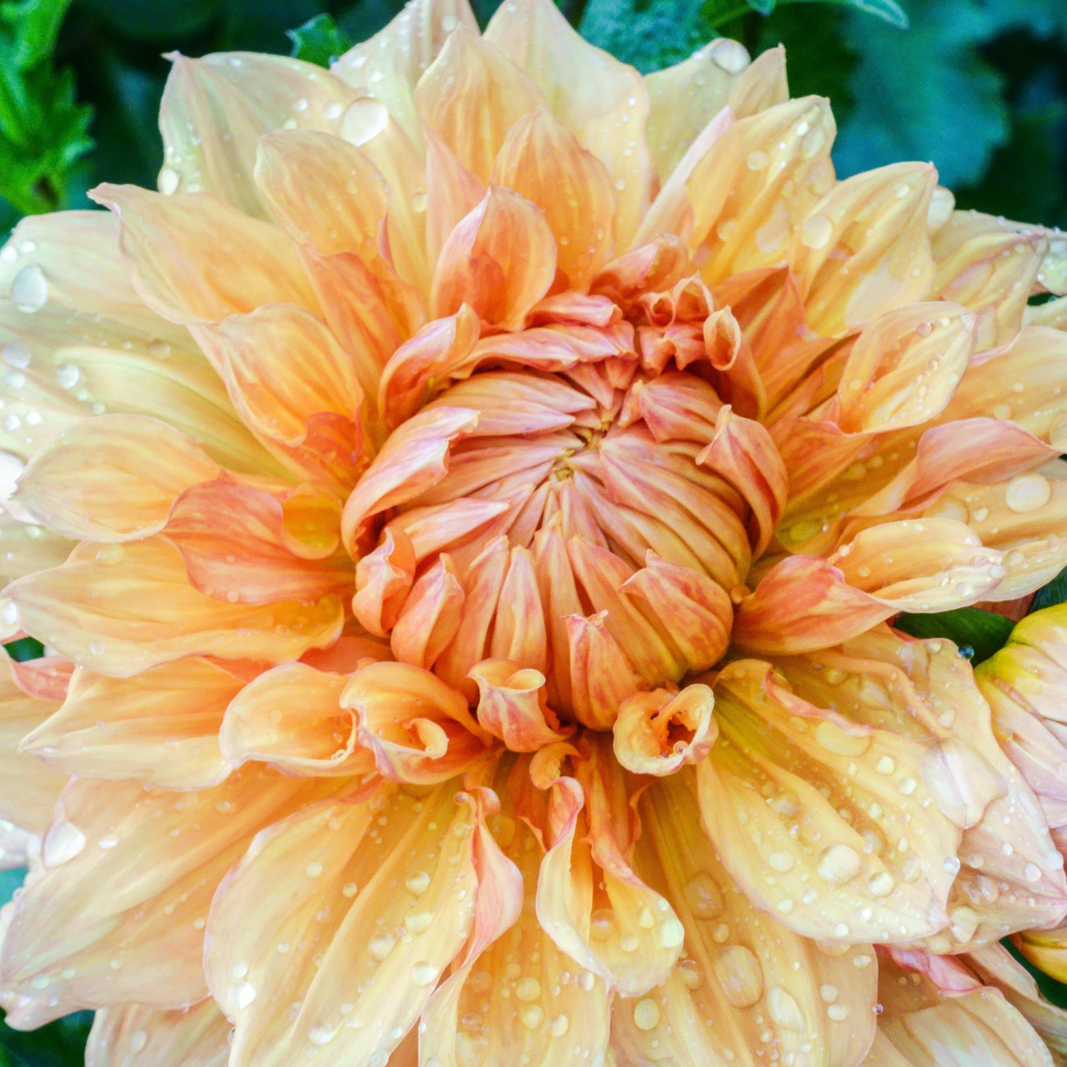 'Ben Huston' | Dahlia Tuber | Shipping March - April 2026 – Stone ...