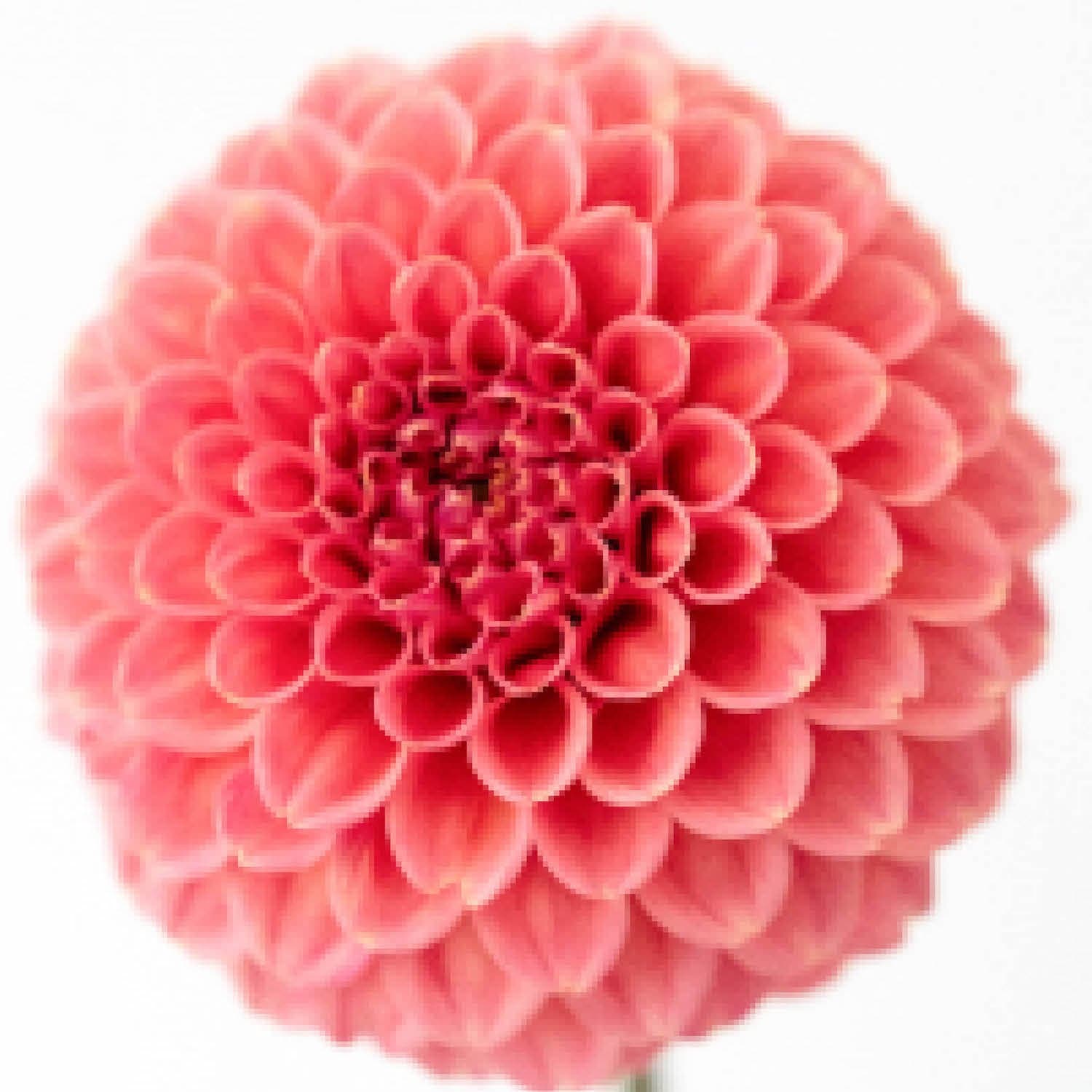 'Rose Toscano' | Dahlia Tuber | Shipping March - April 2026 | Stone ...