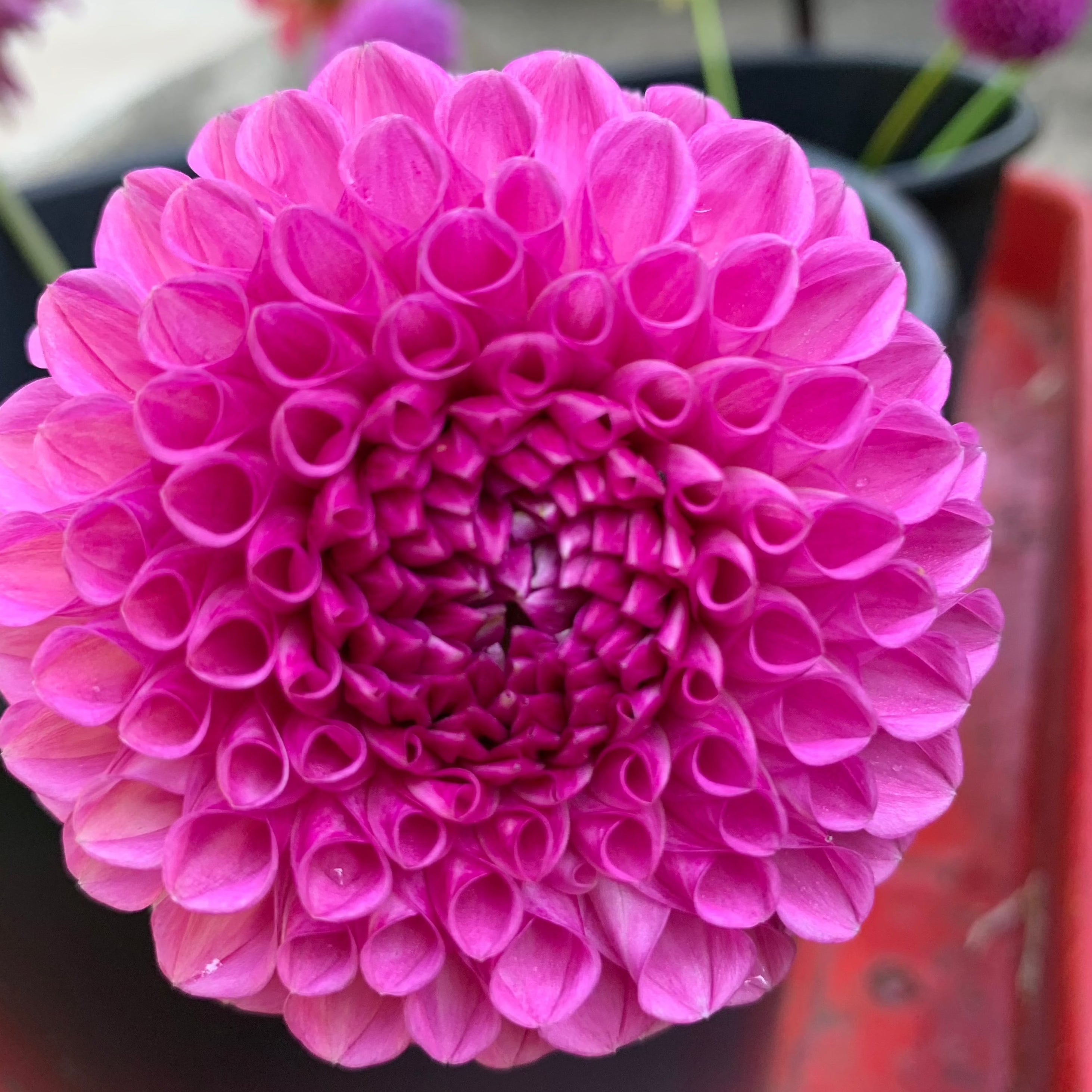 'Tahoma April' | Rooted Cutting | Shipping March - April 2026 | Stone ...